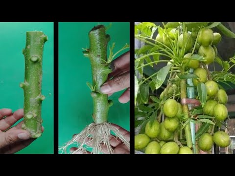 How to Grow Hog Plum Tree from Cutting Video || Growing Hog Plum Tree ...