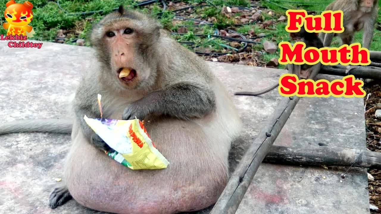Fat Monkey Eating