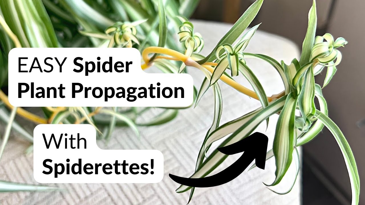 Quick & easy spider plant propagation 🪴 With spiderettes! - YouTube