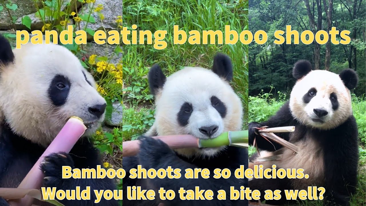 Panda eating bamboo.Bamboo shoots are so delicious. - YouTube