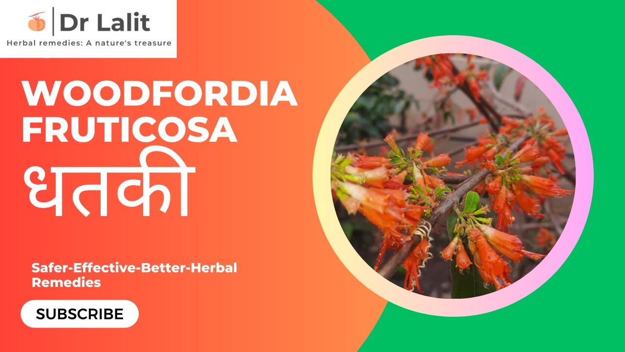 धतकी_Dhatki I Woodfordia_fruticosa I Hormones_Fertility_Conceiving ...