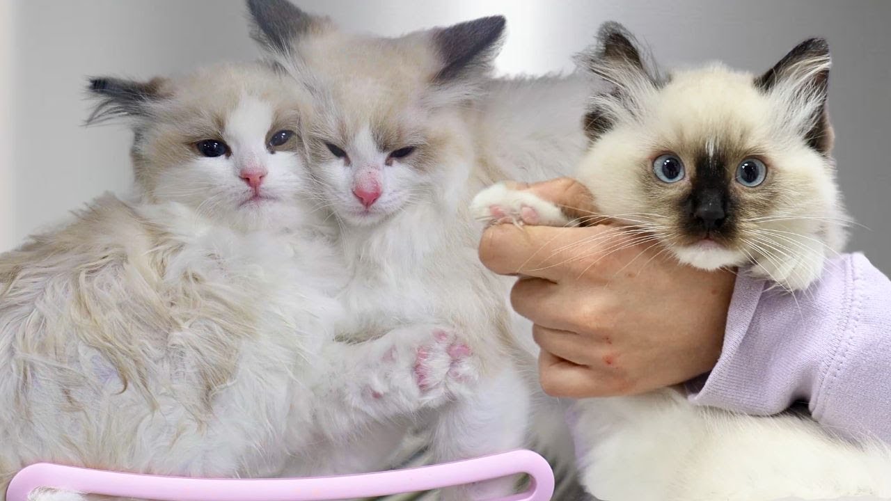 Ragdoll Kittens Get Their First Bath 😭 RAGDOLL KITTENS! - YouTube