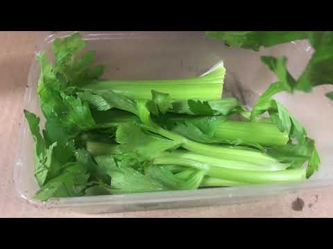 ASMR purist vegan MUK BONG eating 🥬CELERY (naked) pleasant voice mouth sound