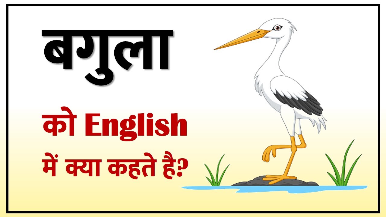बगुला को अंग्रेजी में क्या कहते हैं? | bagula ko english mein kya ...