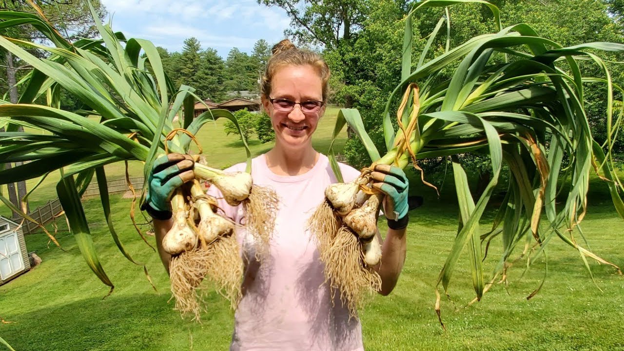 Huge Garlic Haul/ harvesting garlic~massive bulbs - YouTube