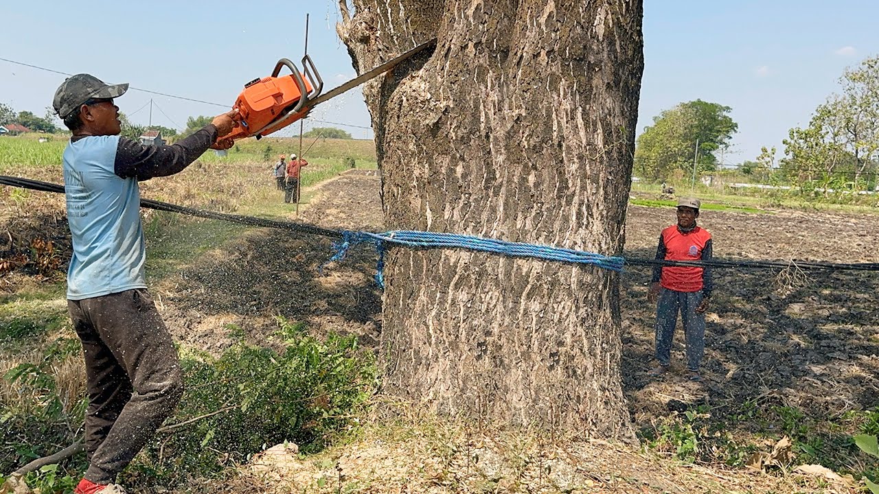 The risk of power lines‼️ Cut 2 trees on the side of the village road ...