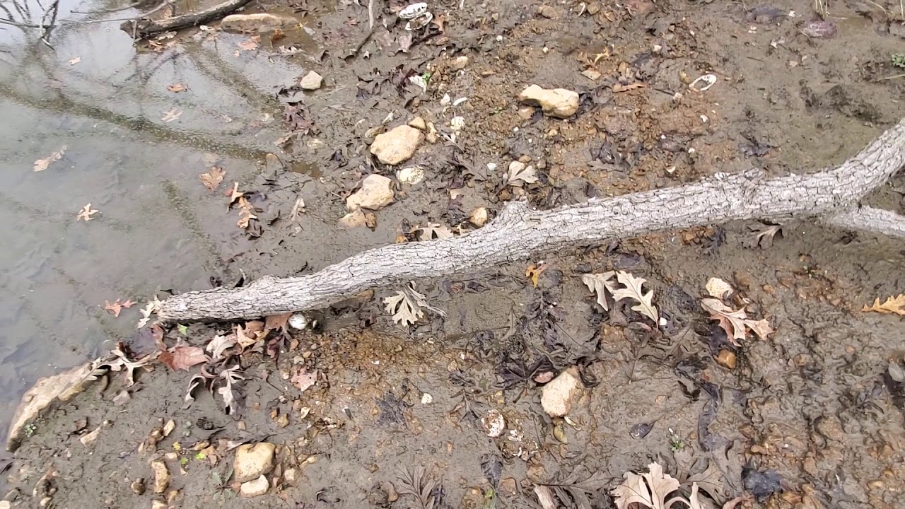 Eastern Kansas Mussels and Fresh Water Clams along the river 11.04.20 ...