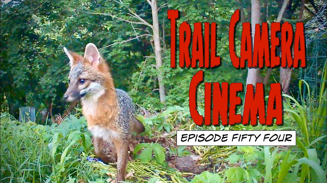 Gray Fox and Raccoon Babies - Trail Camera Cinema (EP54) - YouTube
