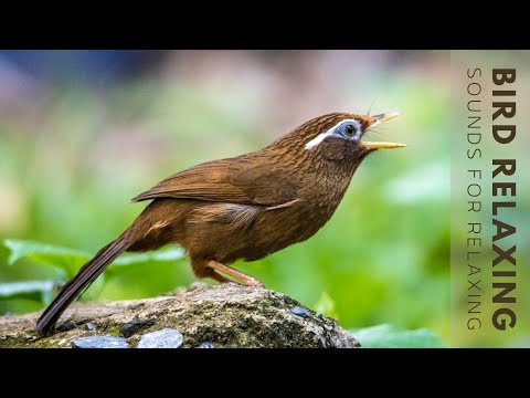 Bird Sounds - Song of Nightingale - Relaxing Birds - Video of Spring Birds in the Forest