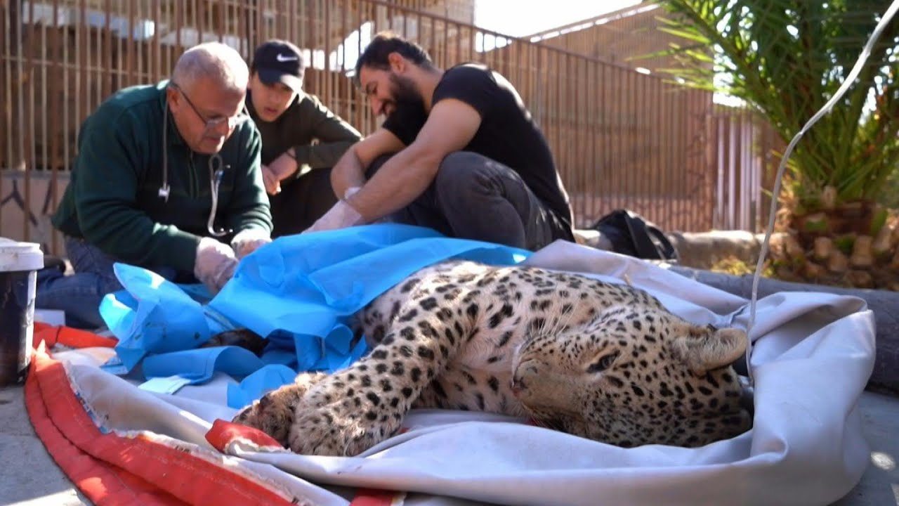 Rare leopard captured in northern Iraq | AFP - YouTube