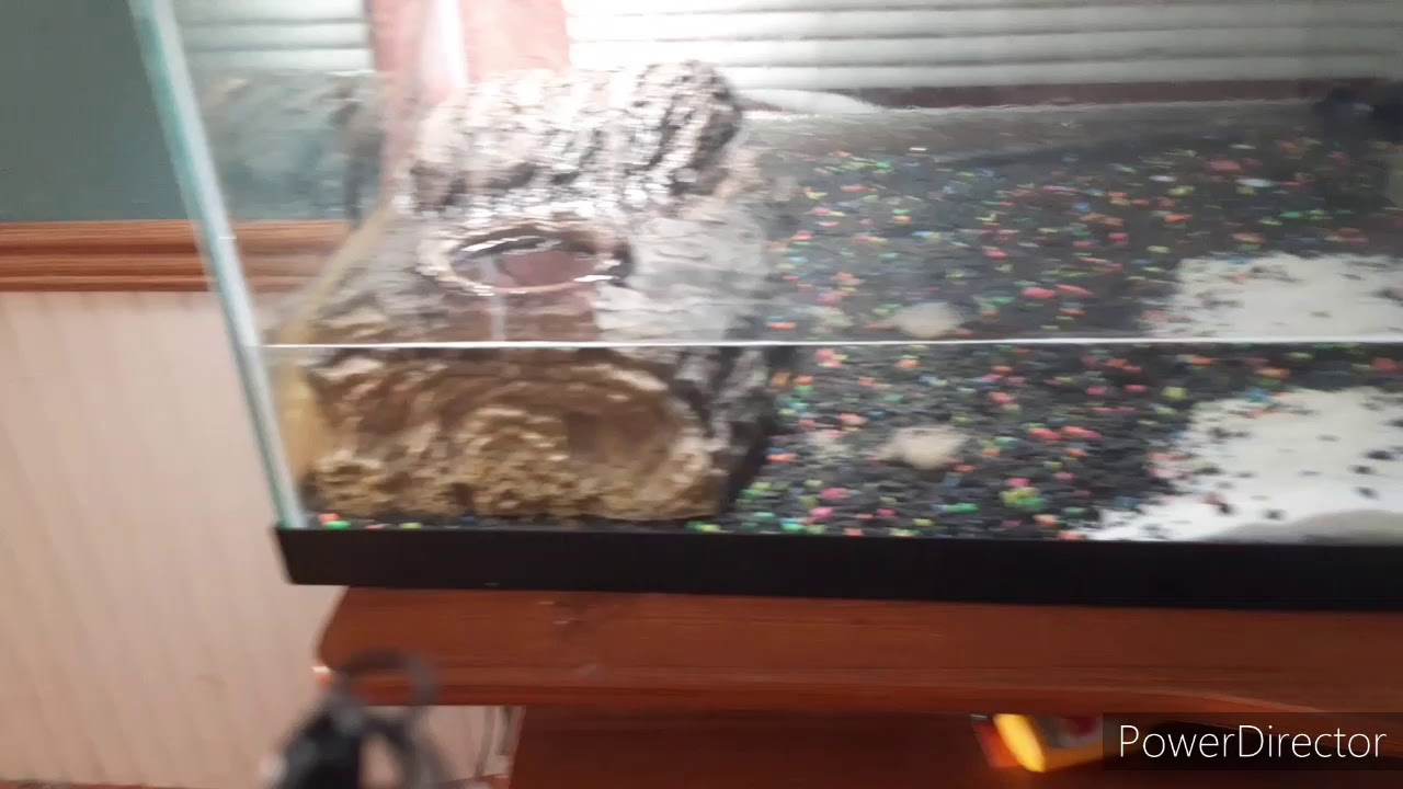 Cuvier's Dwarf Caiman Handling - YouTube