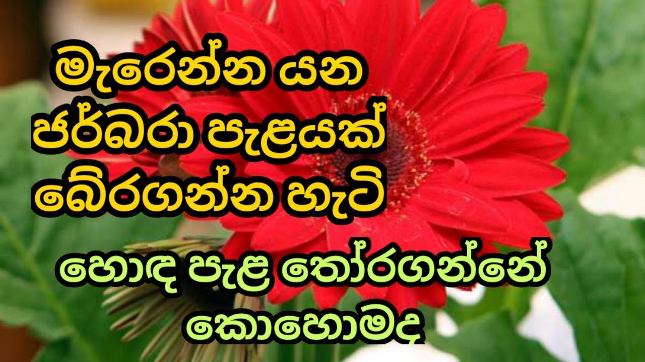 how to grow a jerbera plant - YouTube