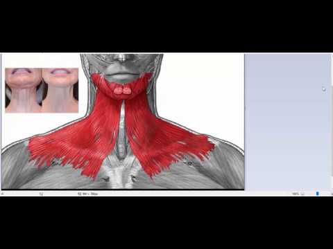 superficial fasica and platysma || anatomy - YouTube