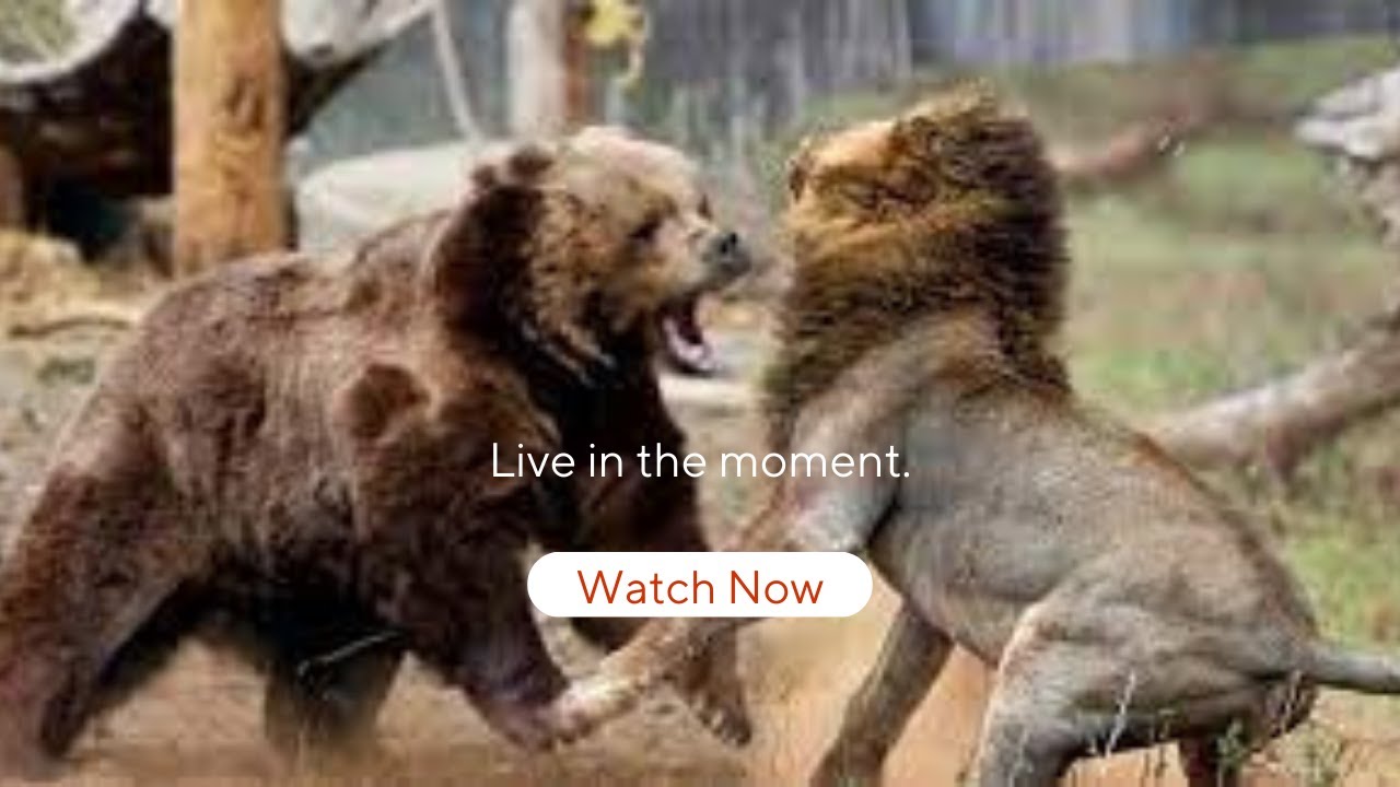 When animals fight back against Lions. #animal #animals #animalfight # ...