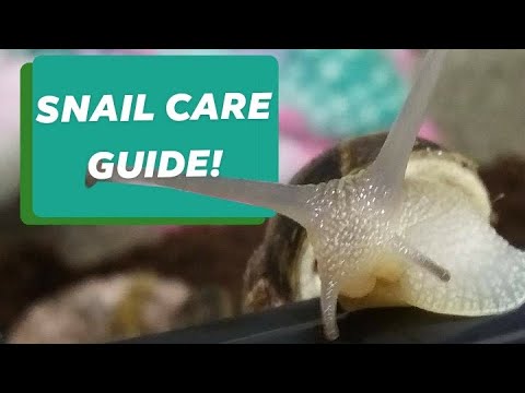 Land Snail Care Guide! [Garden Snail 101] - YouTube