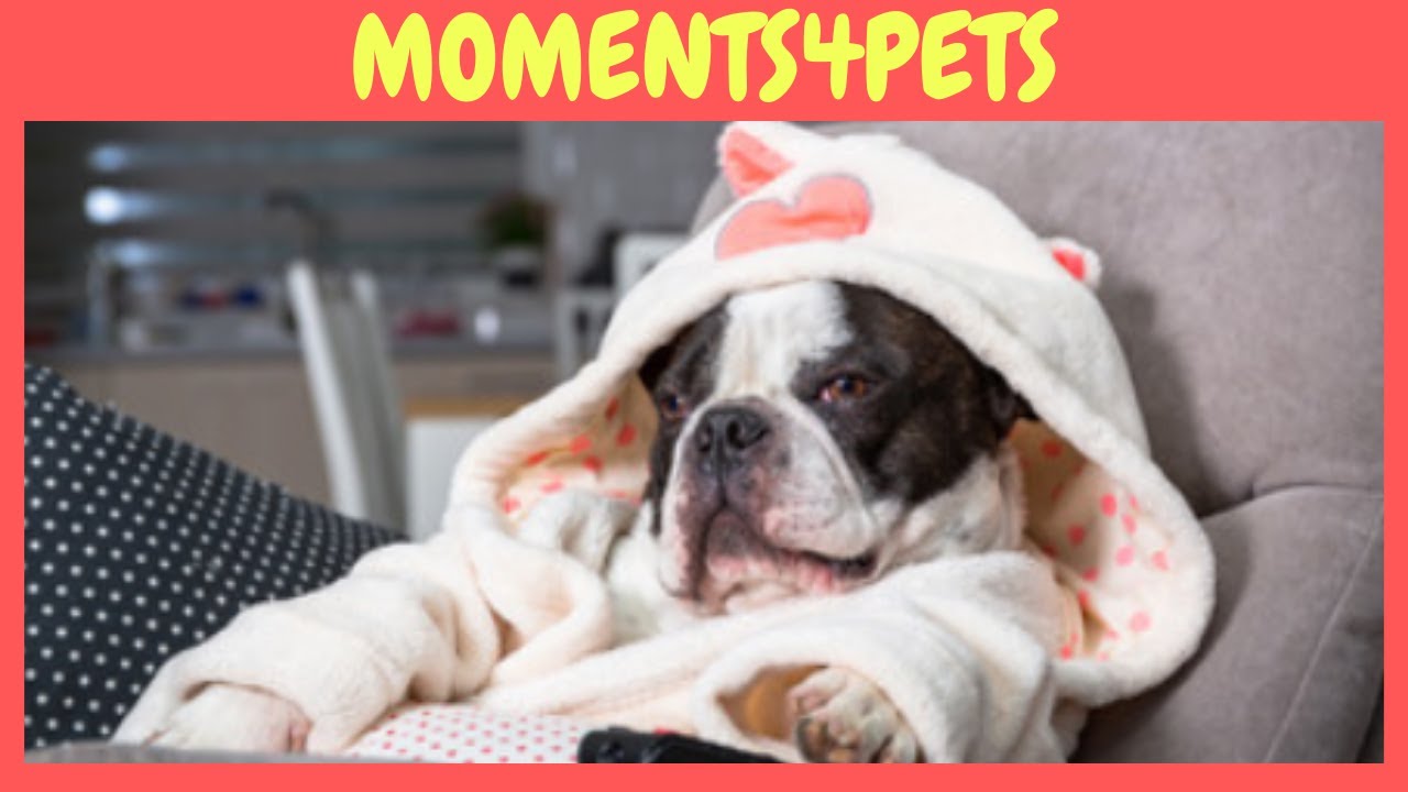 Amazing Pets And Cute Animals Funny Moments #30 - Moments4Pets (2020 ...