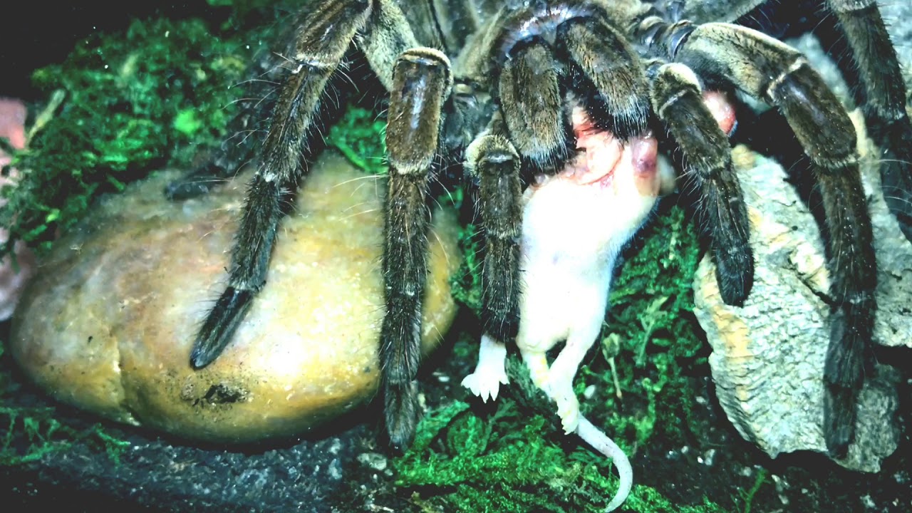 Tarantula Eating Mouse - YouTube
