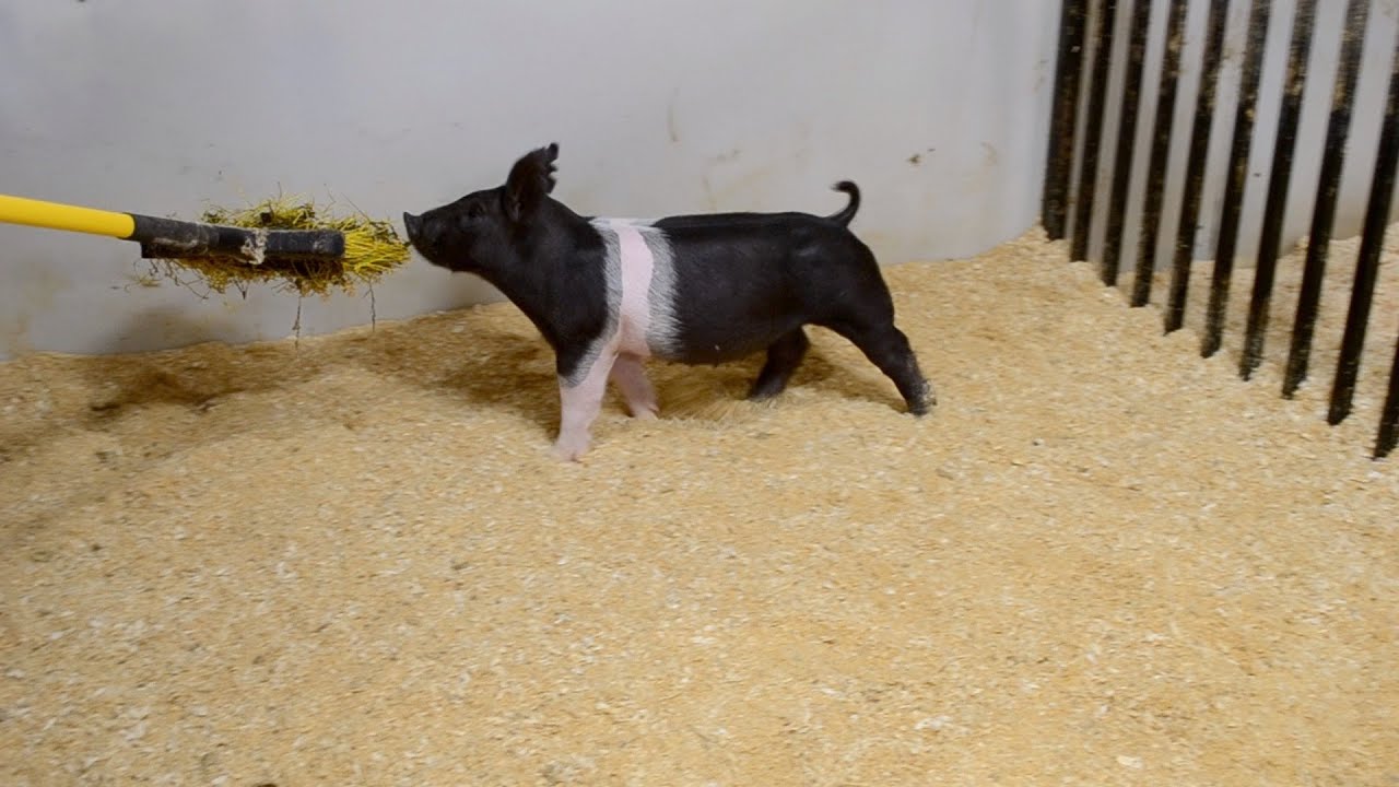 Todd Showpigs Aug 31 pig 11 - YouTube