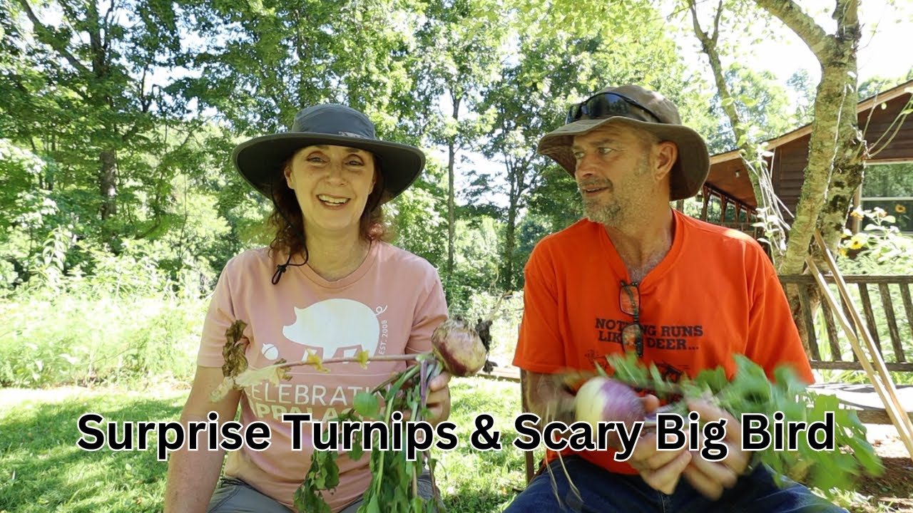 Lay By Time in the Garden, Harvesting Garlic, & Surprise Turnips - YouTube