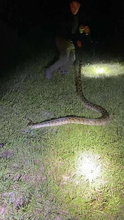 Falling face to face with a Python during capture - YouTube