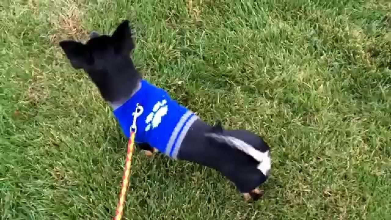 Scout's Injured Leg - One Week Later - YouTube