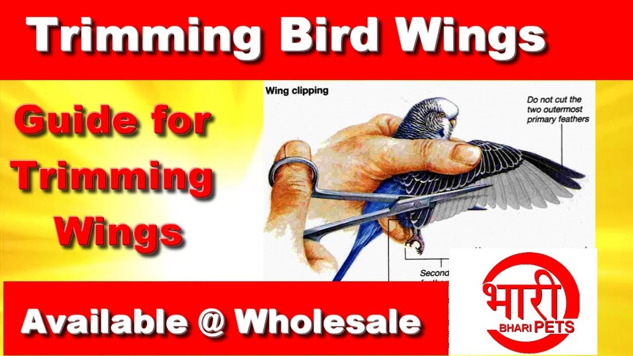 How to clip a bird's wings budgie || Bird wing trimming || Bhari Pets ...