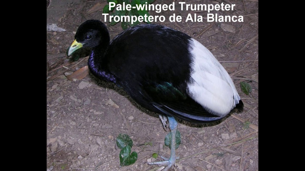 Pale winged Trumpeter. - YouTube