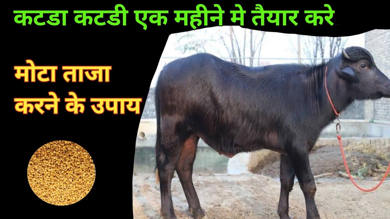 कटडे कटडी को मोटा तगडा करे 1 महीने मे 👌 katda katdi 1 mhine me mota ...