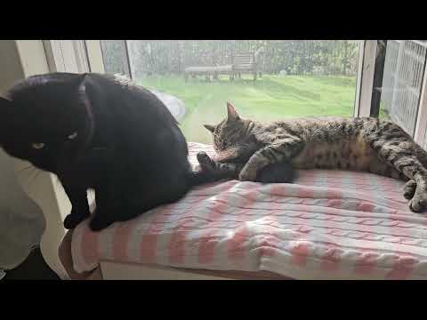 what a nice tail to play with 😅😂😇#catvideos #cat #cute #catplay