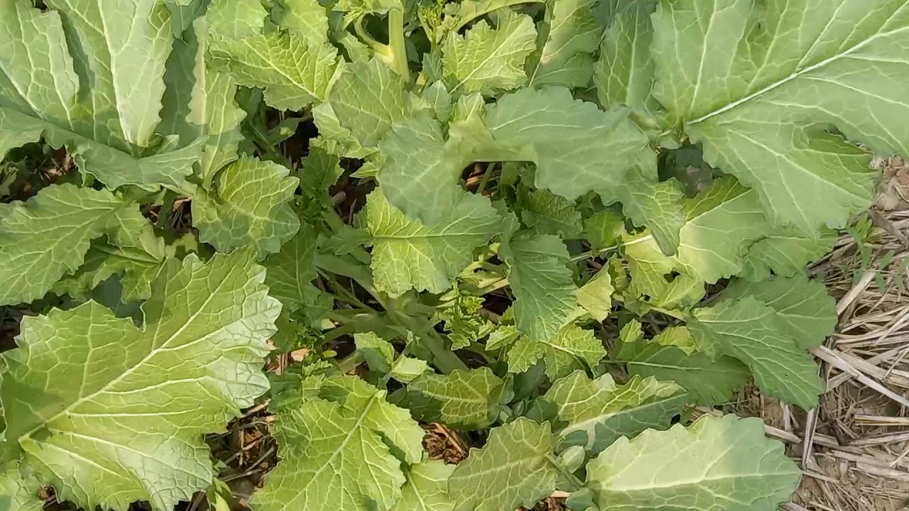 Modicare product active 80 aur active max - YouTube