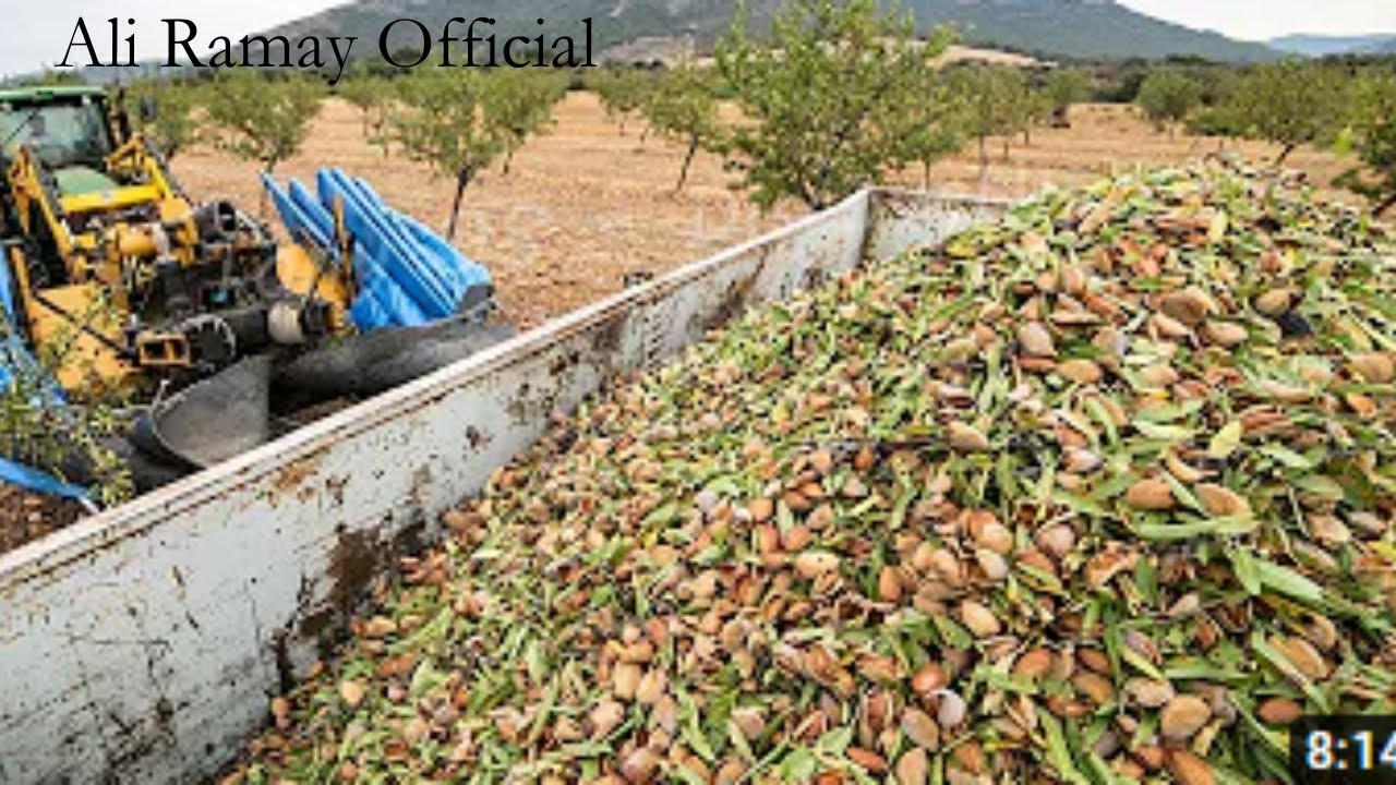 Technology Of Cultivation And Harvest Almonds - Almond Nut Packing ...
