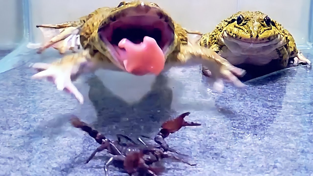 Asian Bullfrog Eats Big Scorpion! Mr Frog Live Feeding - YouTube