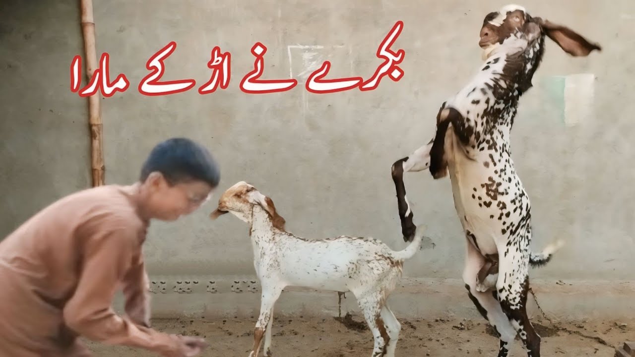 cute goat funny video | angry goat | play with goats - YouTube