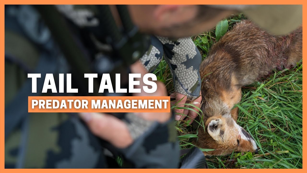 TAIL TALES - FOX SECRET REVEALED THAT YOU MAYBE DIDNT KNOW - YouTube