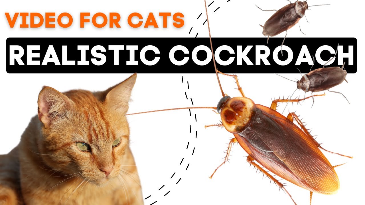 REALISTIC! Cockroach CAT GAMES on Screen - Hunt & Catching Cockroach ...