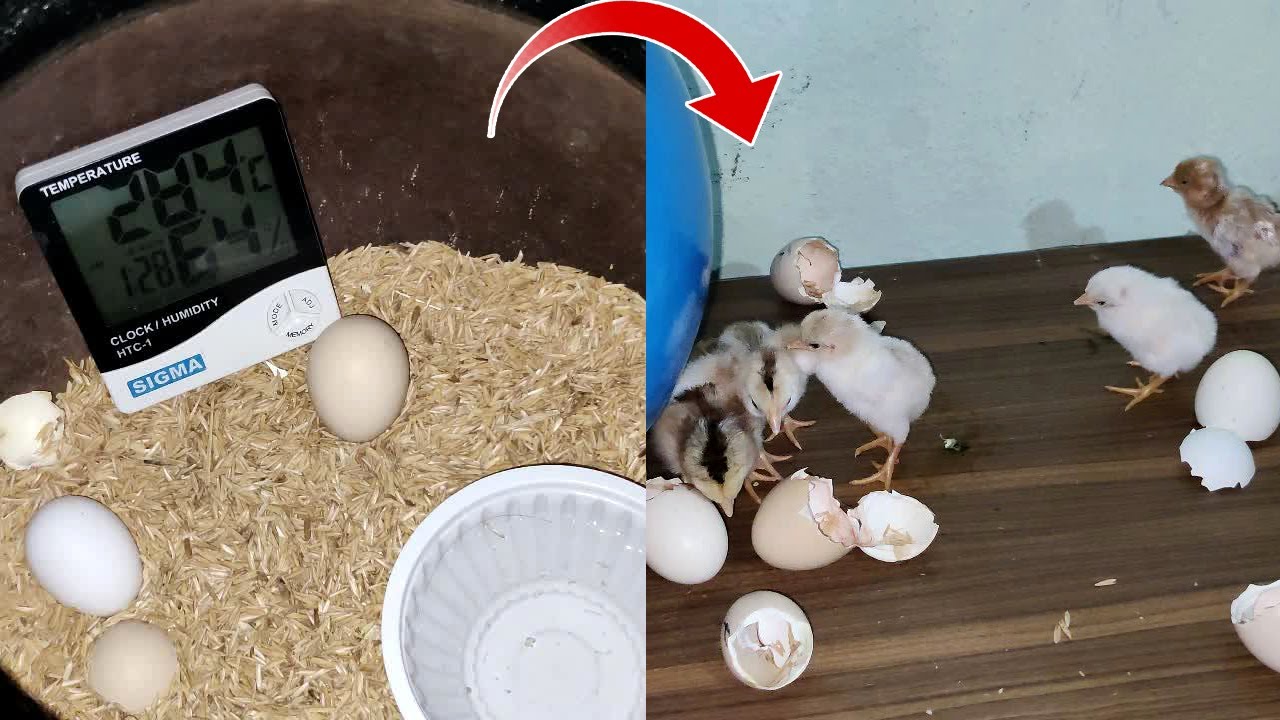 Home Egg Incubator Result Made From Clay Pot - YouTube