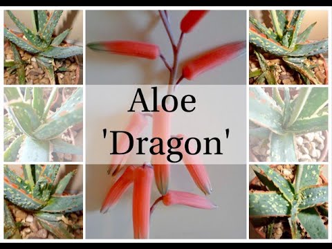 Aloe 'Dragon' - YouTube