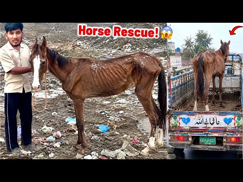 Horse's Life in Danger! Rescued the Helpless, Abandoned Poor Horse