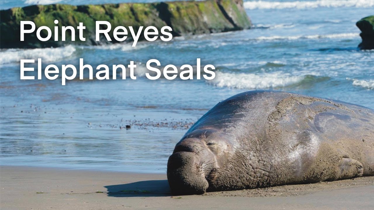 Visiting the Elephant Seals at Point Reyes - YouTube