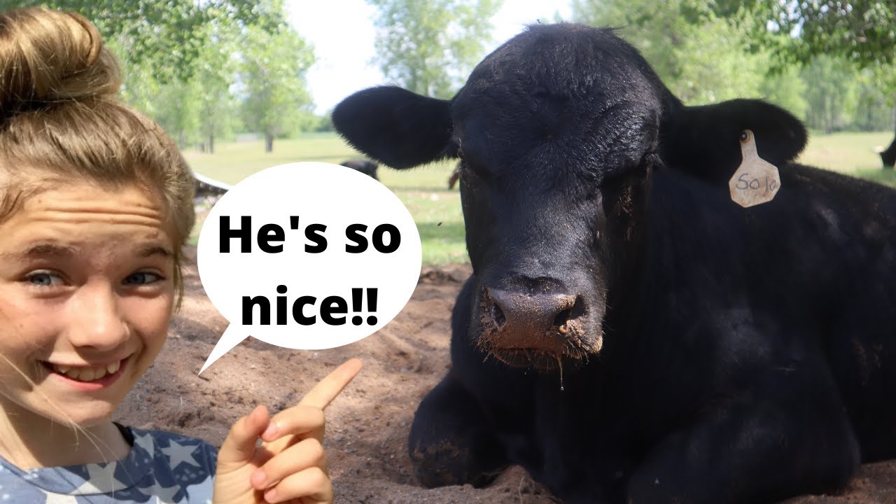 We Got A New Bull! | Introducing him to the Fam. PART 2 - YouTube