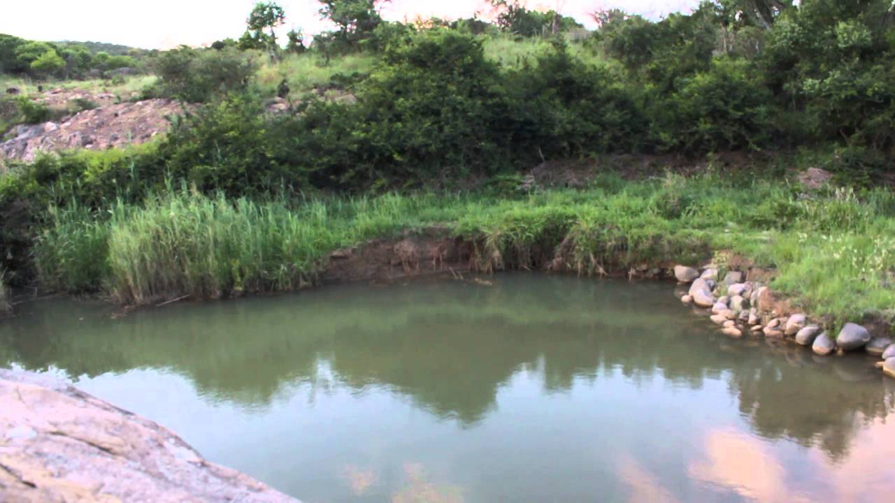 Snoring Puddle Frog call - YouTube