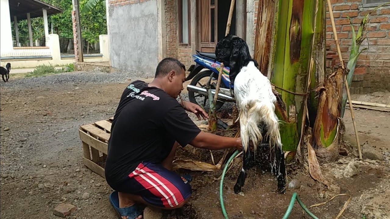 Obat kutu kambing ala gpk jepara - YouTube