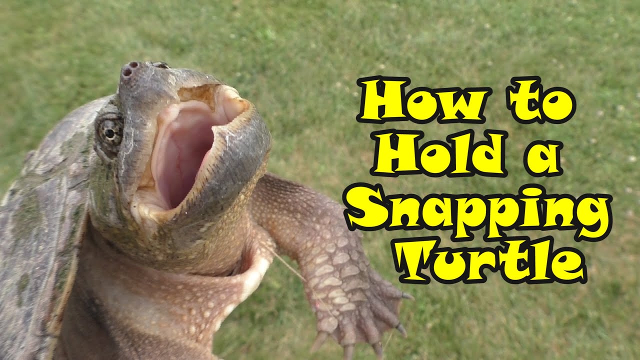 How To Hold A Snapping Turtle YouTube how-to-hold-a-snapping-turtle-youtube