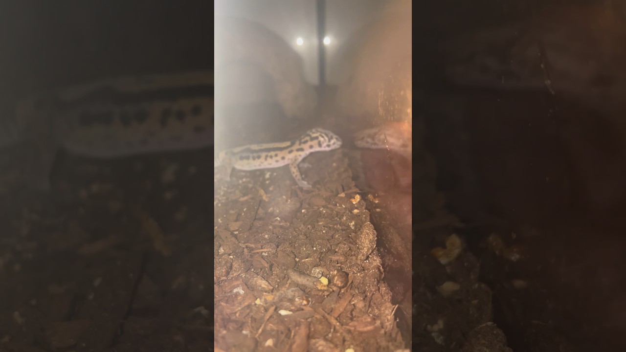 My lizard smoking lol #animals #reptile #shortfeed #lizard # ...