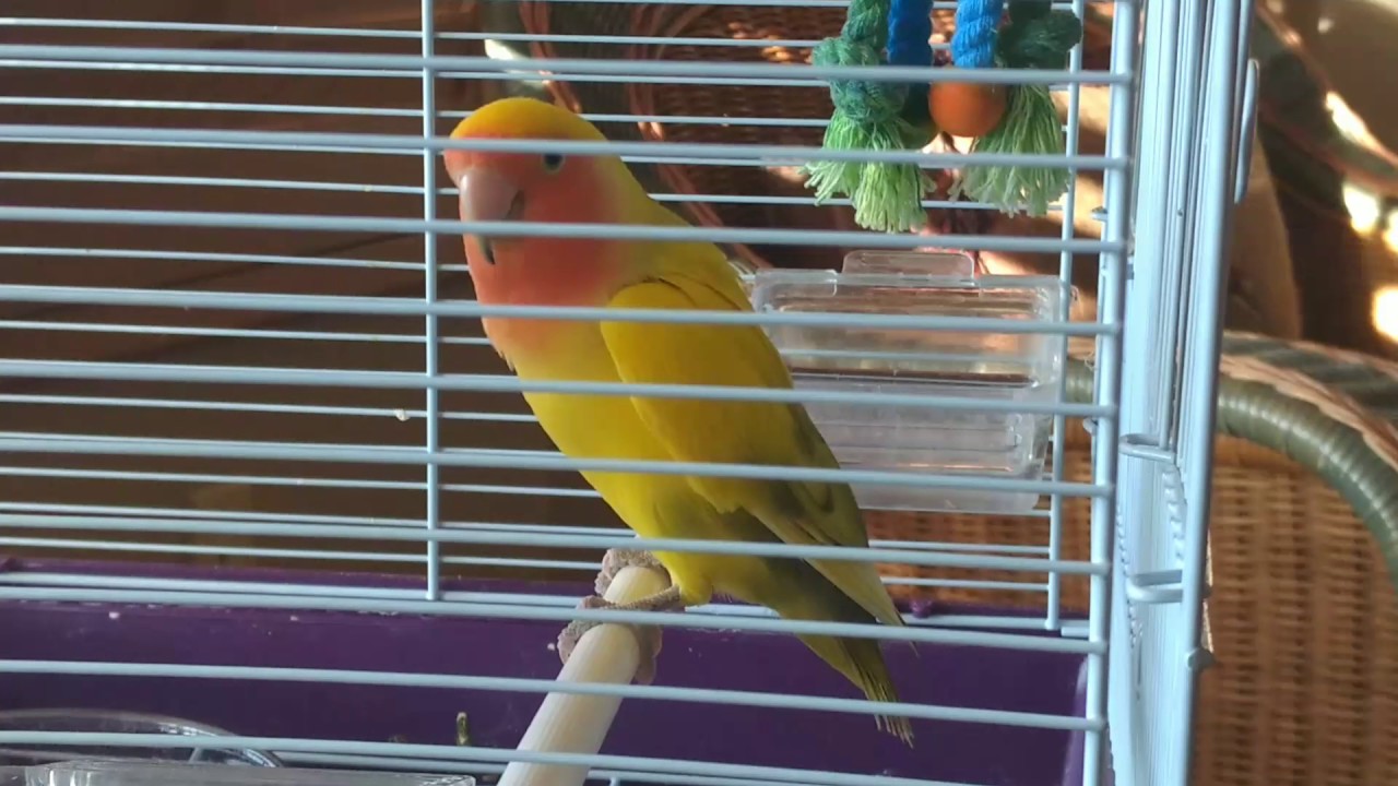 Mango the Lovebird Likes Watching Bird Videos - YouTube