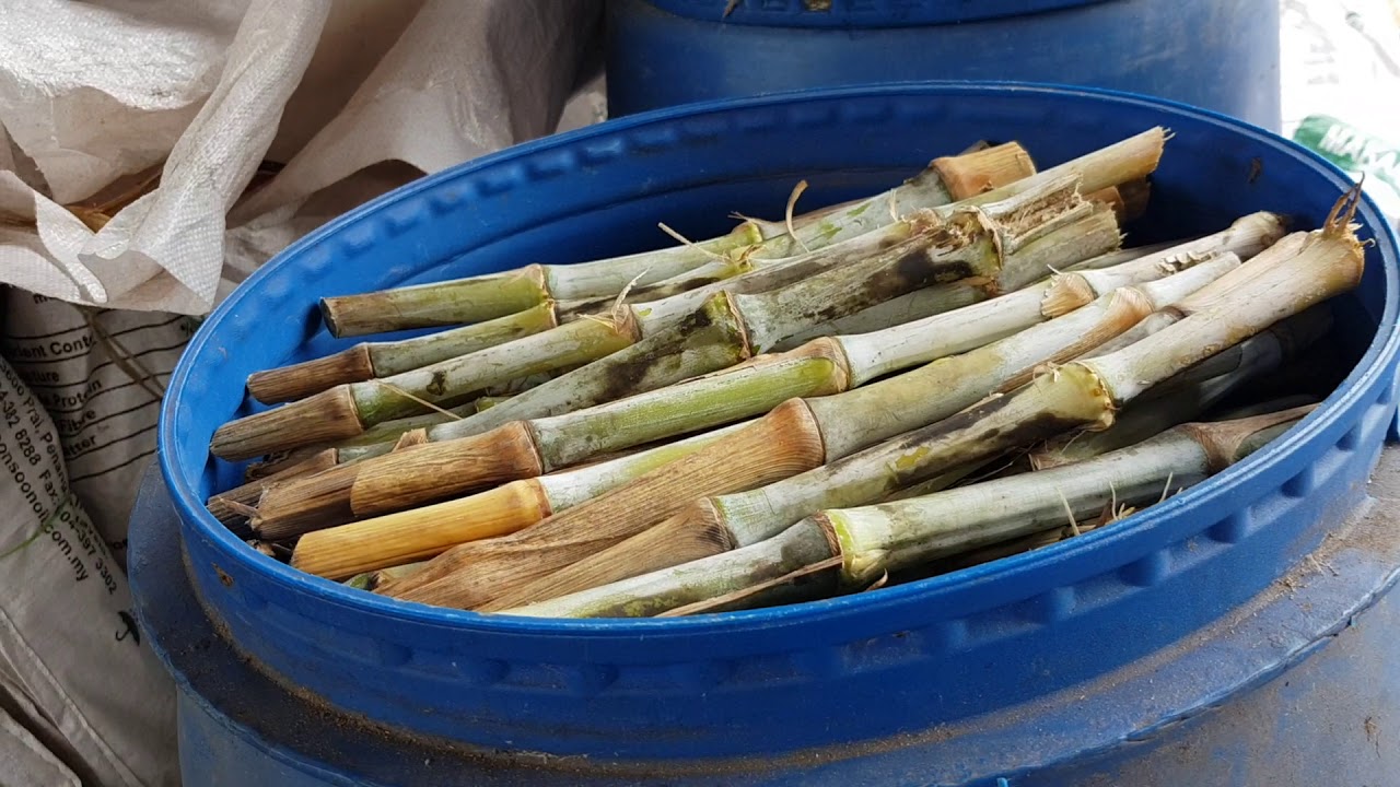 Proses membuang daun kering pada batang napier untuk dijadikan benih ...