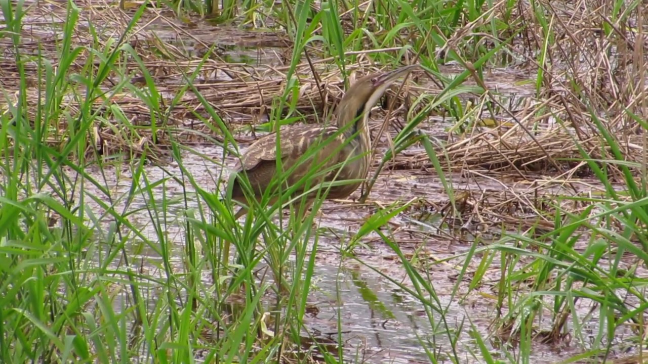 American Bittern calling - YouTube