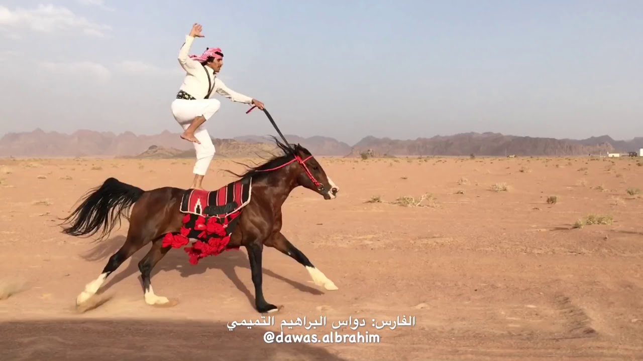 Best Horse Rider/Aamazing Arab Horse riding - YouTube