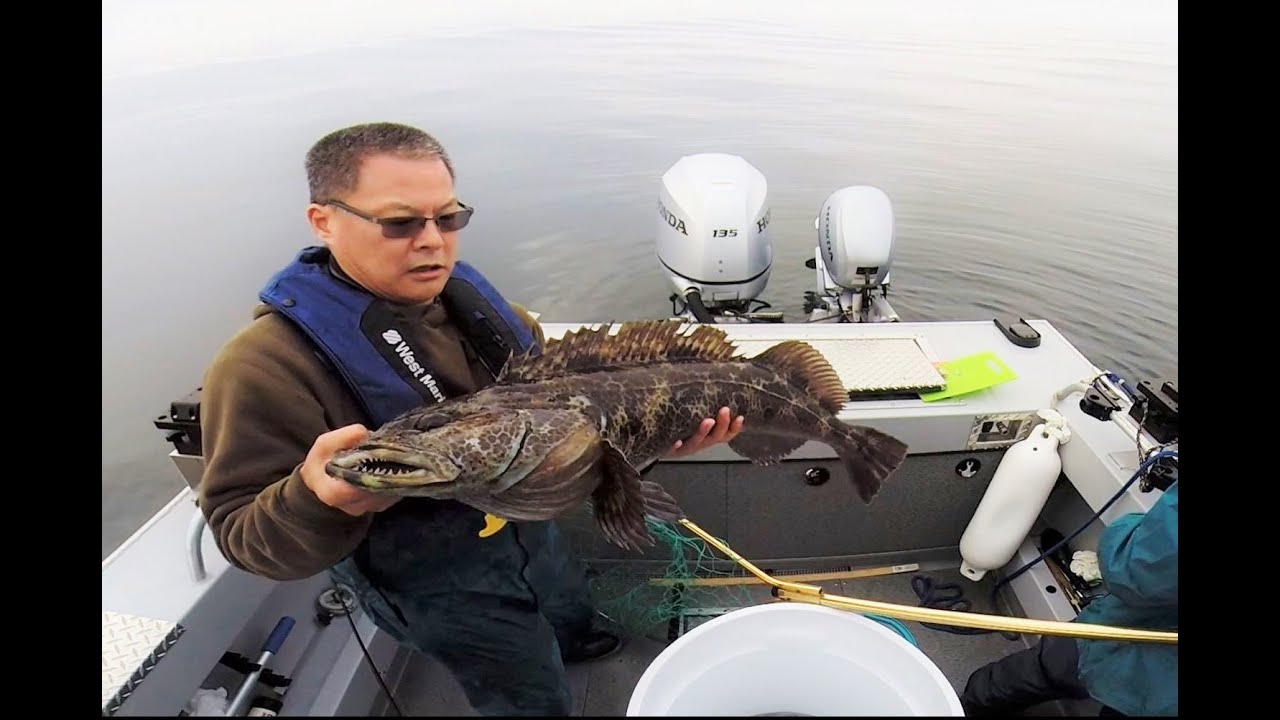 Santa Cruz Fishing 7-4-16 Catch 15lb Lingcod on Live Mackerel - YouTube