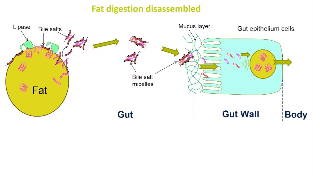 Food structure, colloids and digestion - YouTube